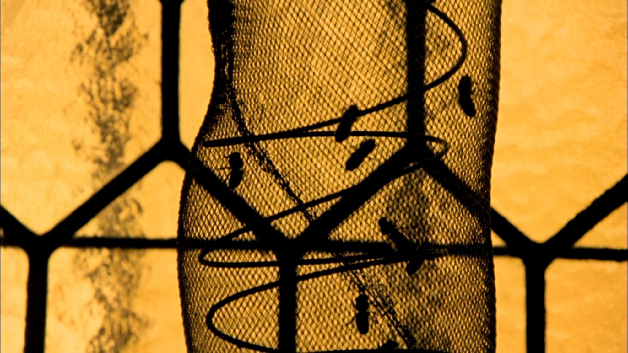 The Spirit of the Beehive (1973): A Study of Trauma and a Very Clever ...